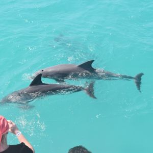 Key West Dolphin Watch & Sandbar Eco Tour | Sunset Watersports Key West
