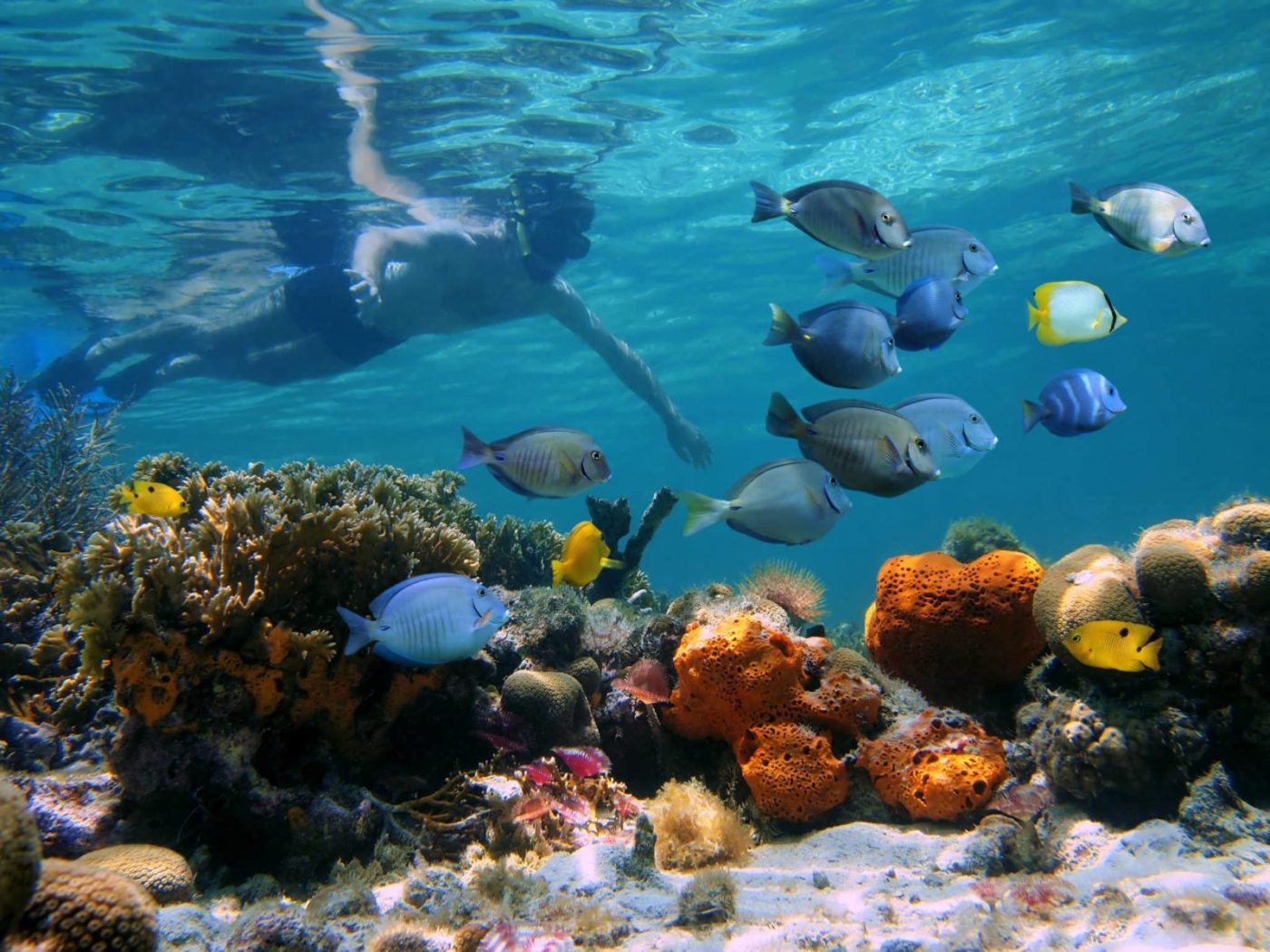 Key West Snorkeling Trips & Tours | Sunset Watersports